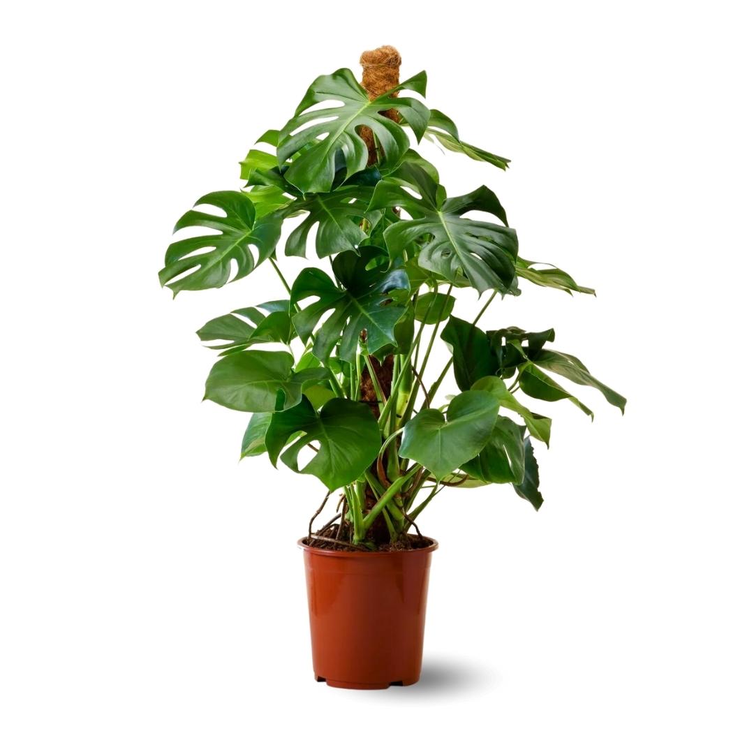 Monstera Deliciosa 110 cm - Attitude Jardin