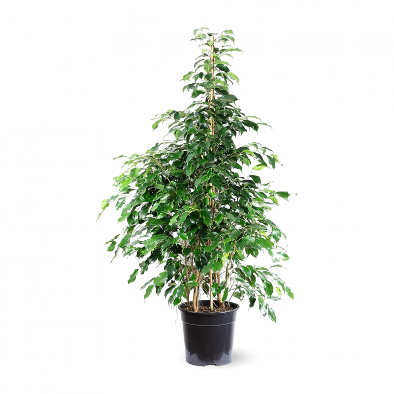 Ficus Benjamina Danielle 110 cm - Livraison rapide - Attitude Jardin