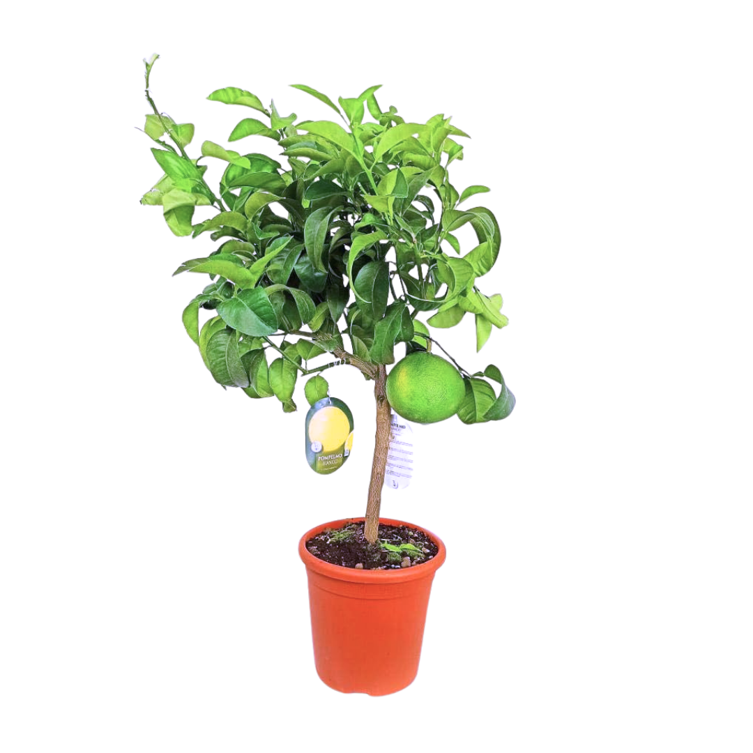 Pamplemousse 80 cm - Attitude Jardin